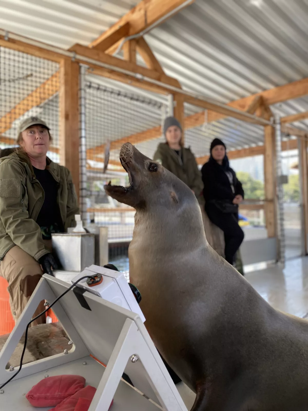 La Marina USA addestra leoni marini e delfini a giocare ai videogiochi ...