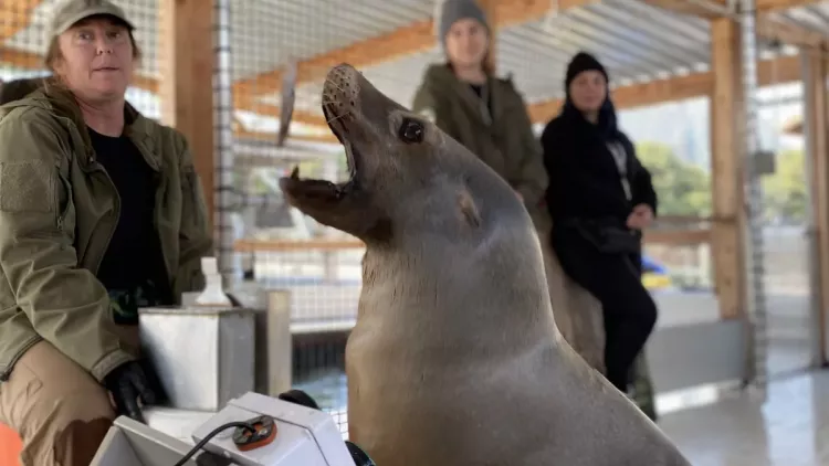 La Marina USA addestra leoni marini e delfini a giocare ai videogiochi ...