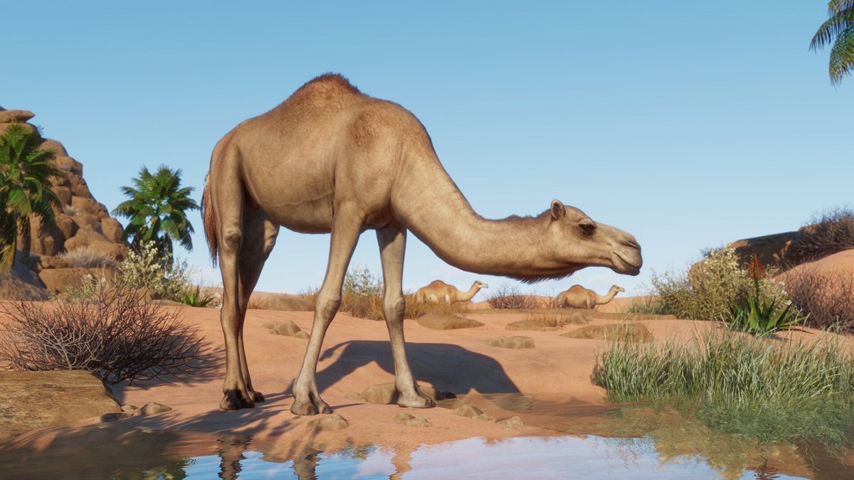 Planet Zoo: Arid Animal Pack, la recensione - Multiplayer.it